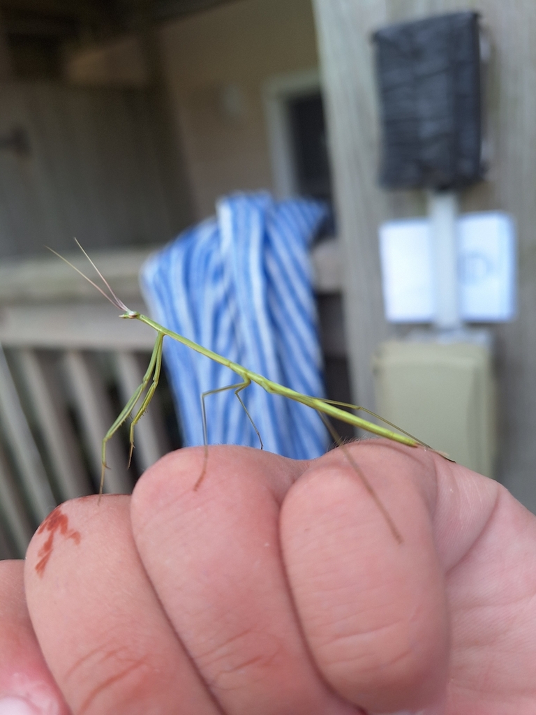 Brunner's Stick Mantises in July 2024 by Mel · iNaturalist