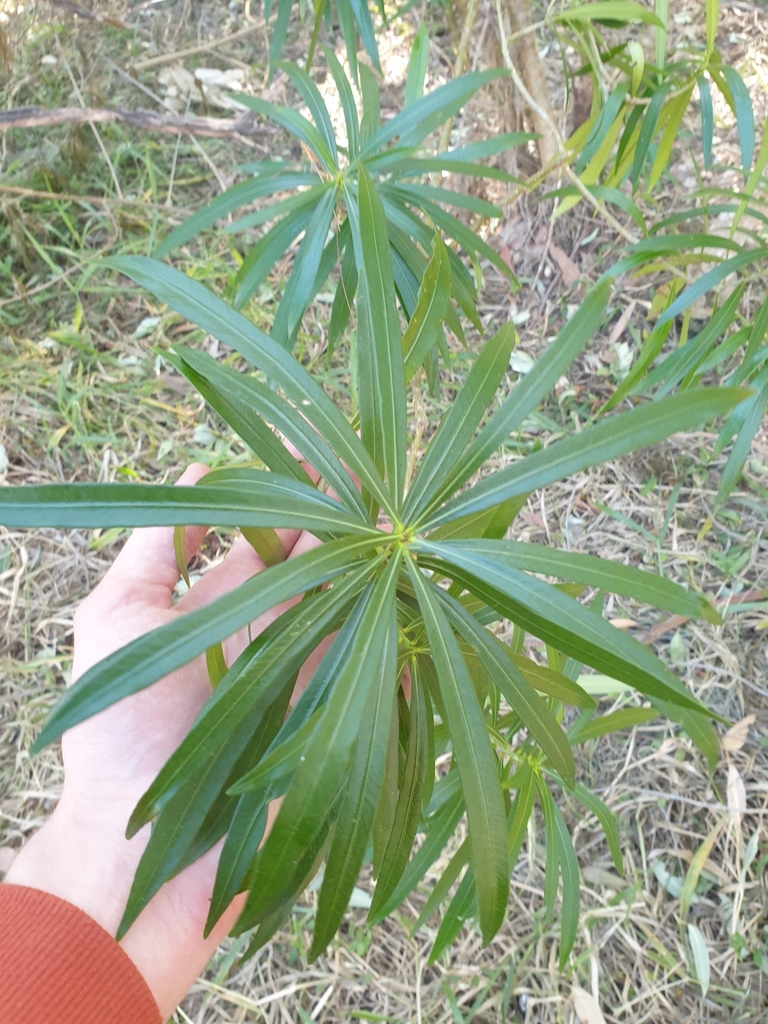 Be-still tree from Stafford Heights QLD 4053, Australia on July 23 ...