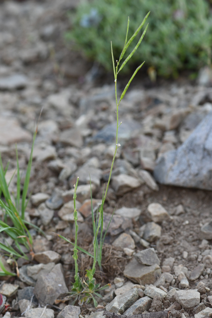 Trinity Mountain rockcress in July 2024 by Trevor Van Loon. Dry meadow ...