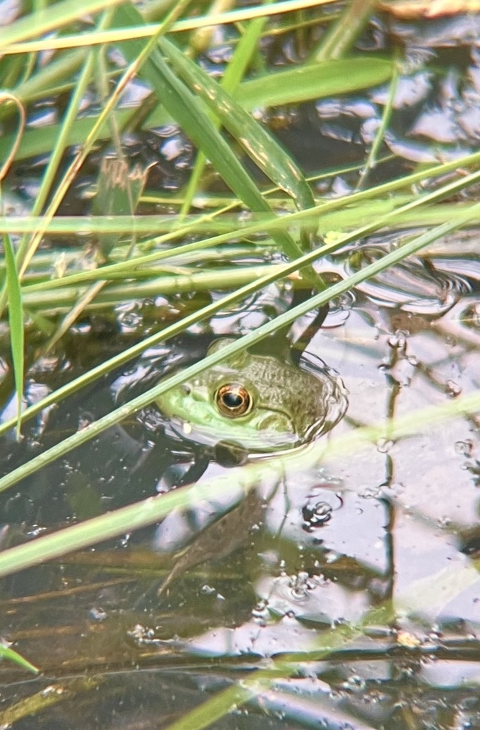 American Bullfrog from University of Washington, Seattle, WA, US on ...