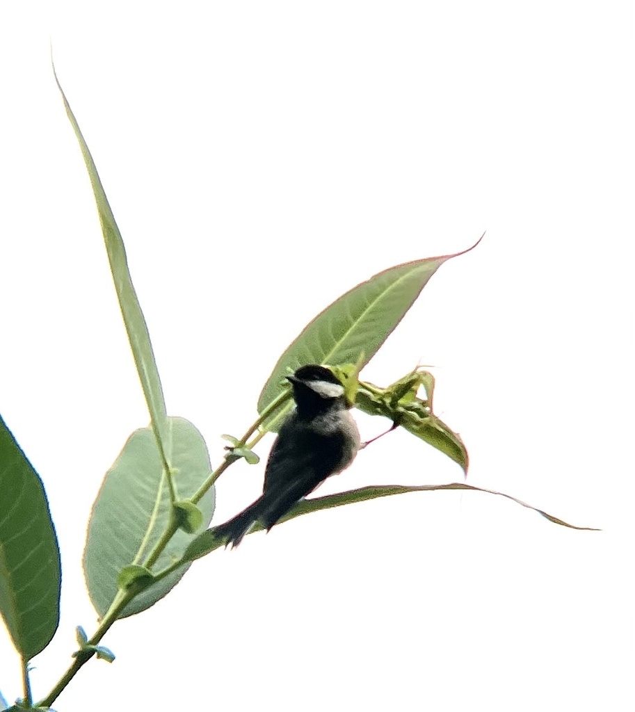 Black-capped Chickadee from Union Bay Natural Area, Seattle, WA, US on ...