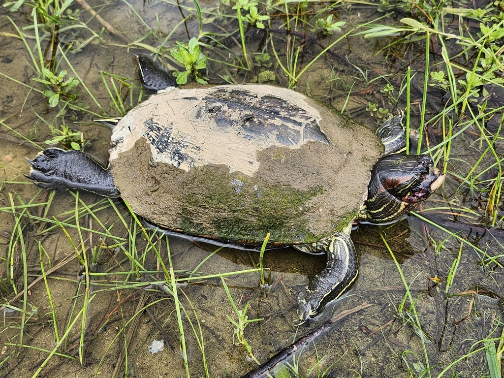 Red-eared Slider from Dinwiddie County, VA, USA on July 22, 2024 at 12: ...