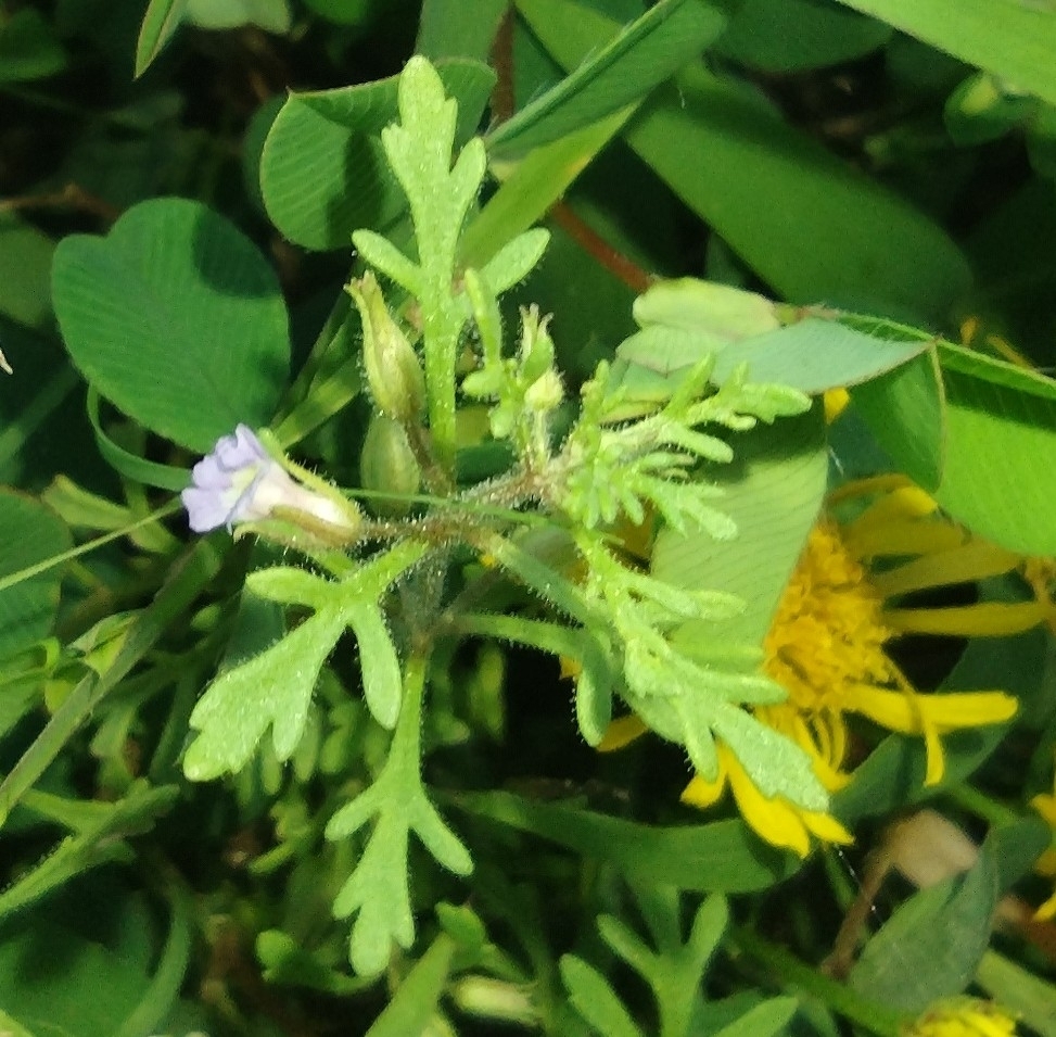 Obi-Wan conobea from Forsyth, MO 65653, USA on July 22, 2024 at 07:54 ...