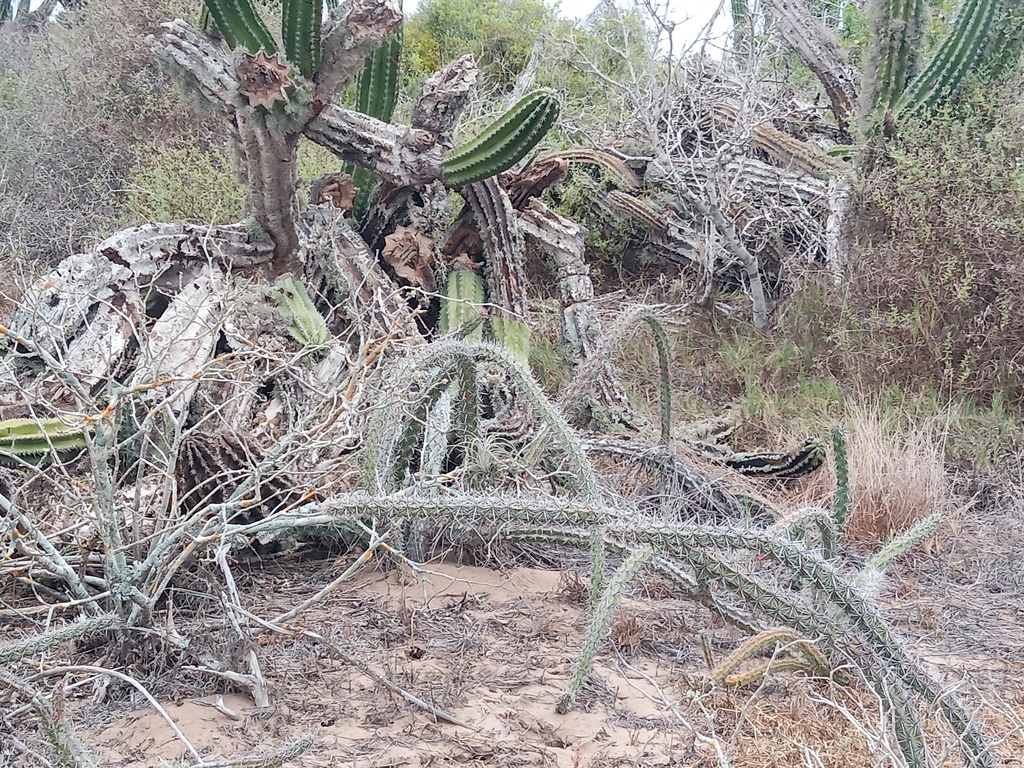 Octopus Cactus in June 2024 by Guevara-Medina Miguel Angel · iNaturalist
