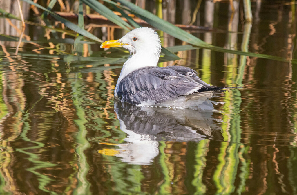 Large White-headed Gulls from Fremont, CA, USA on July 20, 2024 at 09: ...