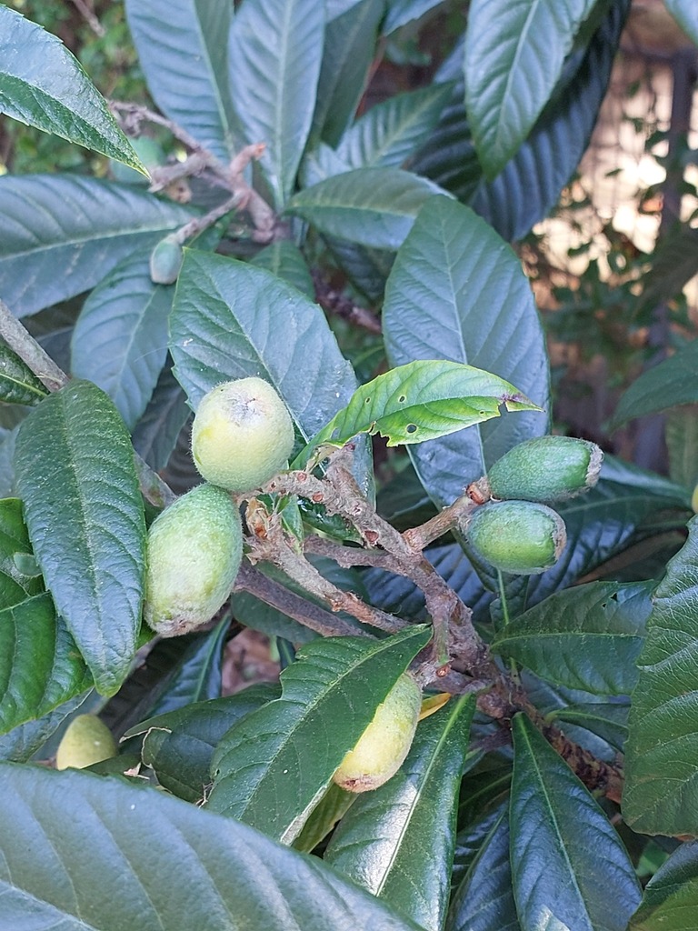 Loquat from Sydney NSW, Australia on July 23, 2024 at 10:24 AM by ...