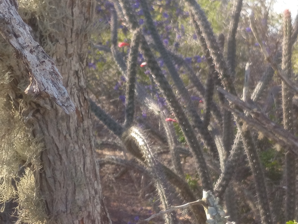 Octopus Cactus in June 2024 by Guevara-Medina Miguel Angel · iNaturalist