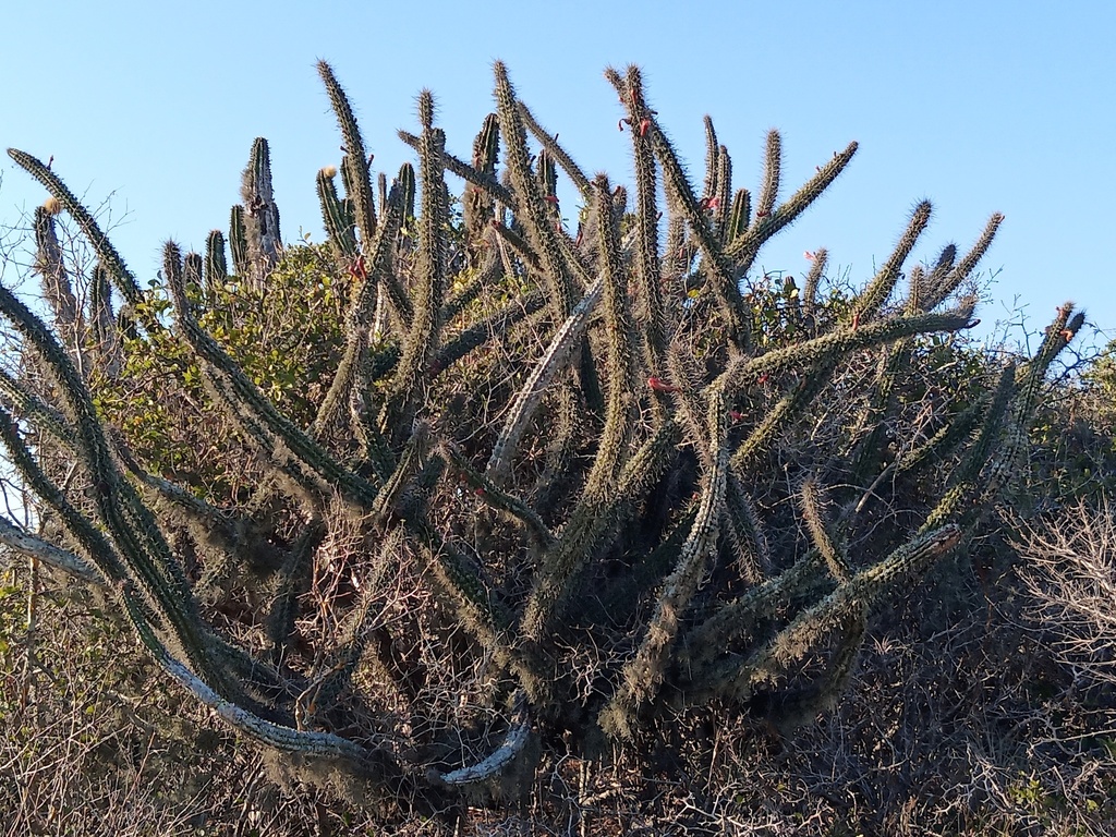 Octopus Cactus in June 2024 by Guevara-Medina Miguel Angel · iNaturalist