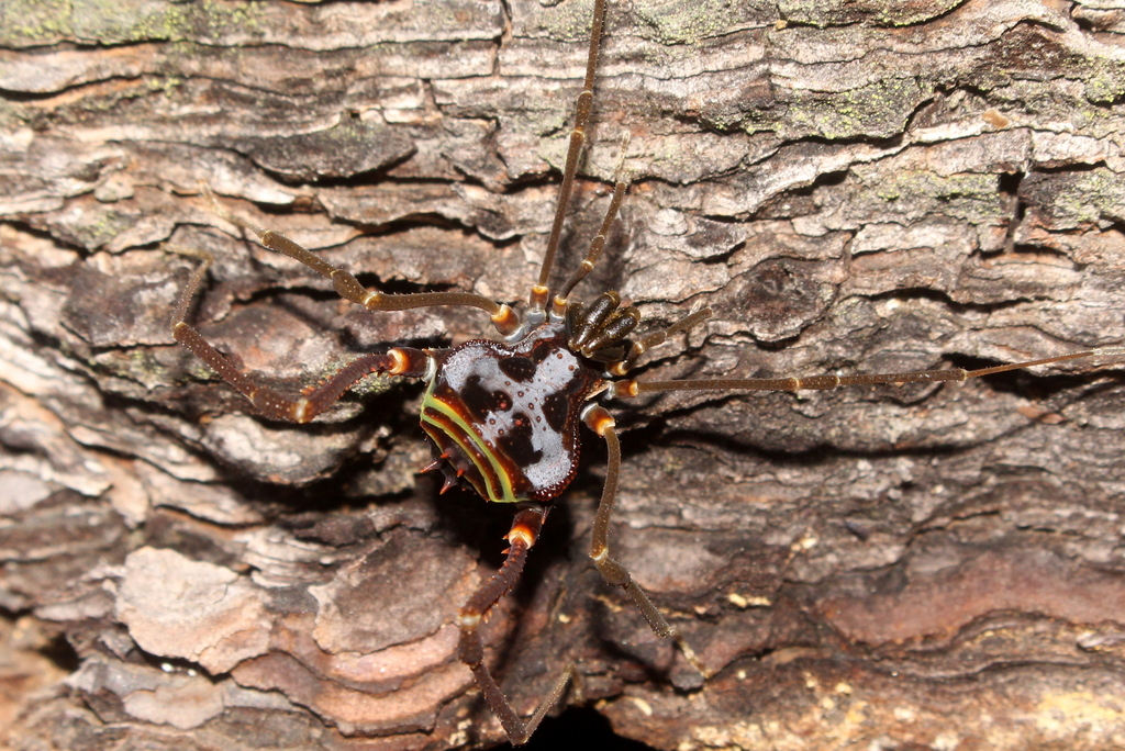 Sadocus asperatus from Arauco Province, Bio Bio, Chile on July 21, 2024 ...