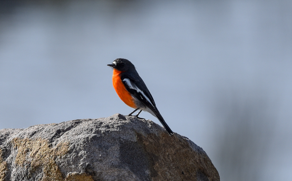 Flame Robin from Melbourne VIC, Australia on July 23, 2024 at 12:04 PM ...