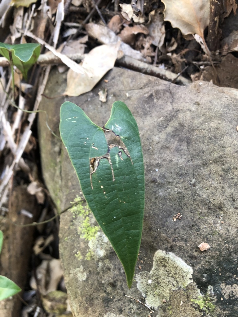 Common Yam Vine from Terranora, NSW, AU on July 23, 2024 at 01:58 PM by Patrick Brabant ...