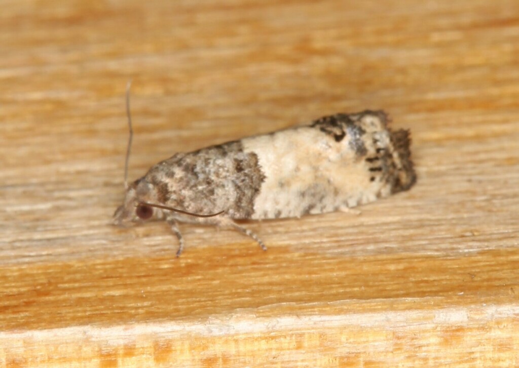 Eye-spotted Bud Moth from Mont-Joli, QC, Canada, 1101 rue Lussier on ...