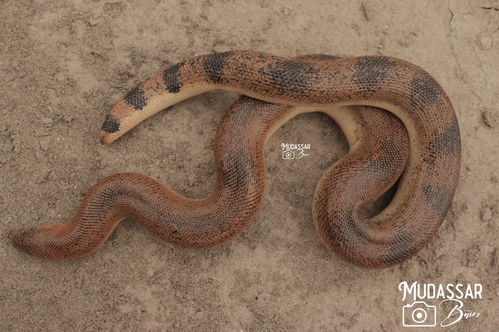 Red Sand Boa in July 2024 by Mudassar Basri. Snout to vent length = 49cm Tail = 6cm Successfully ...