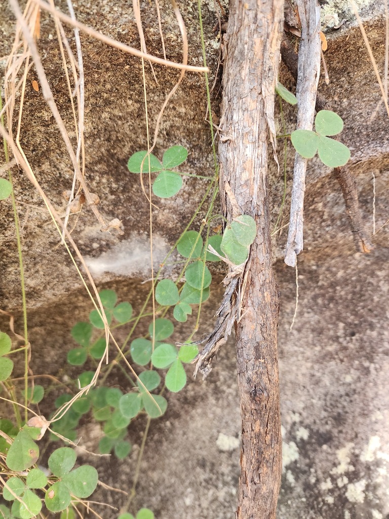 Pullenia gunnii in July 2024 by PeterCopping · iNaturalist