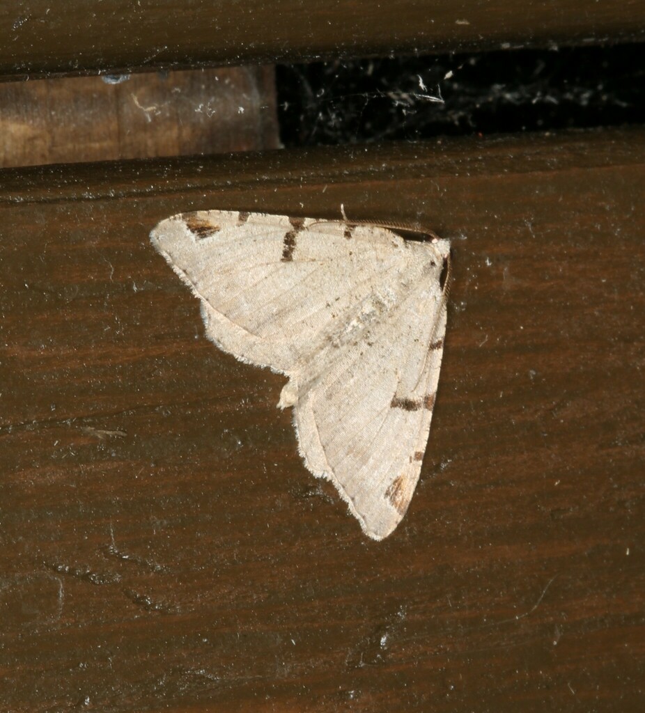 V-Moth from Mont-Joli, QC, Canada, 1101 rue Lussier on July 23, 2024 at ...