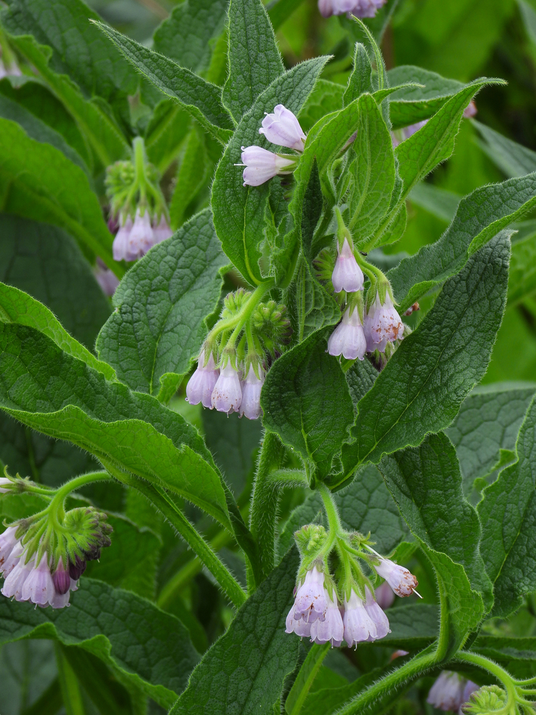 common comfrey from Battle, UK on May 13, 2024 at 11:31 AM by Chuangzao ...