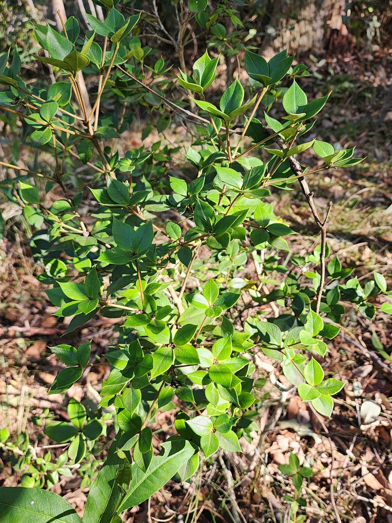 Chain Fruit in July 2024 by PeterCopping · iNaturalist