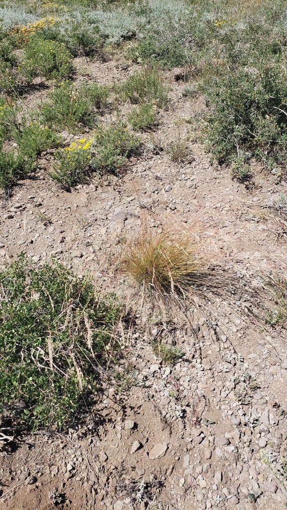 mountain bunch grass from Nevada County, CA, USA on July 21, 2024 at 12 ...