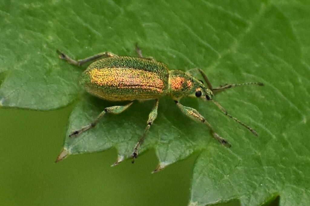 Silver-green leaf weevil from Le Monêtier-les-Bains, France on June 23 ...