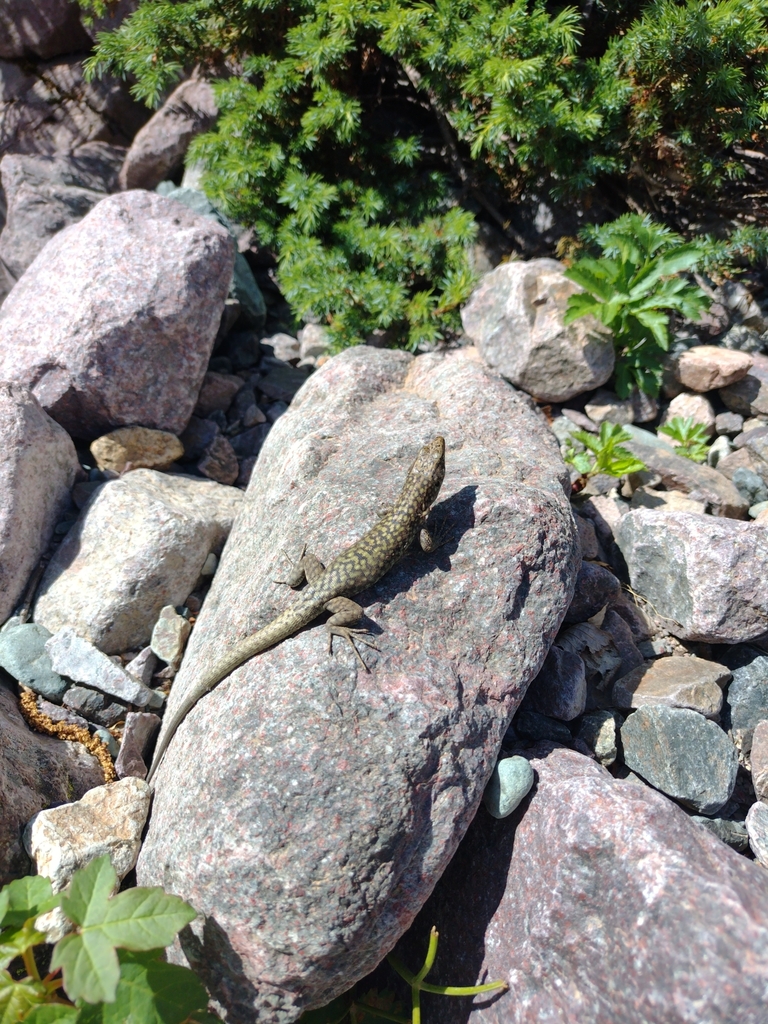 Bedriaga's Rock Lizard in July 2024 by Giovanni Perico · iNaturalist