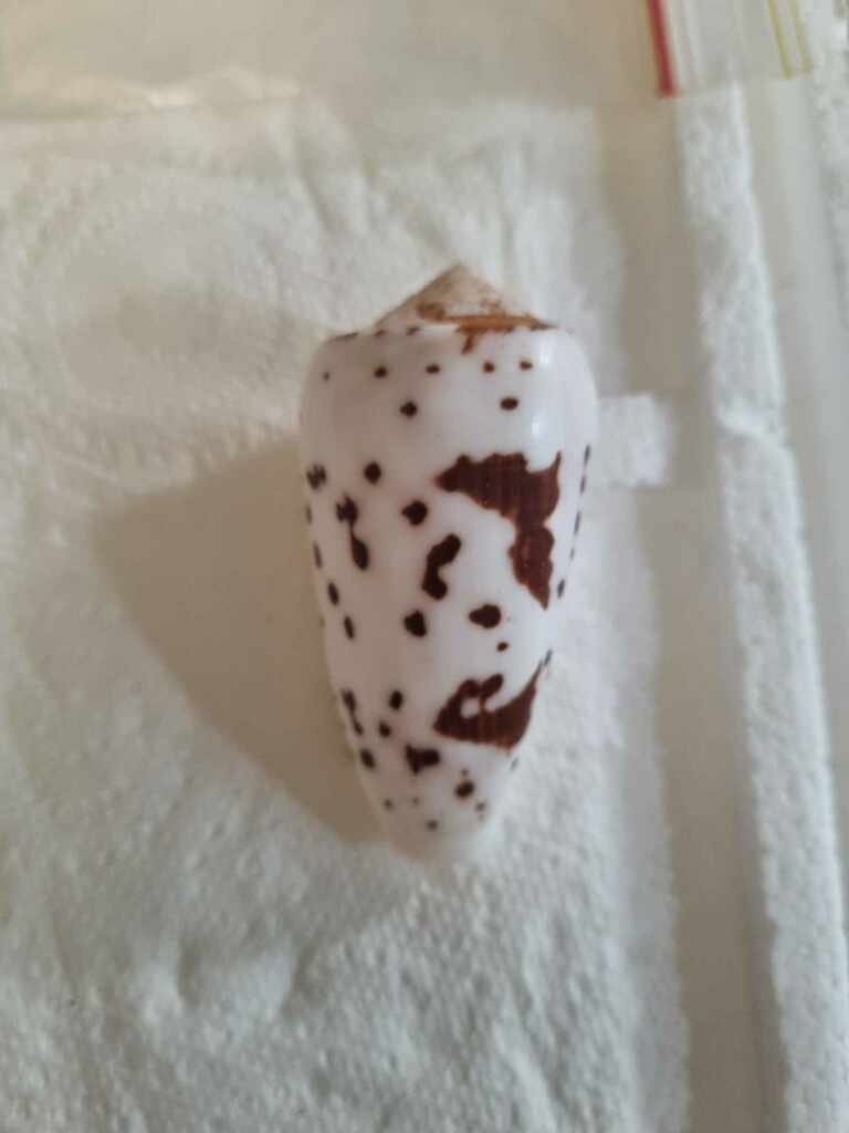 Snowflake Cone from Holmes Reefs, Australia on January 27, 2009 at 01: ...