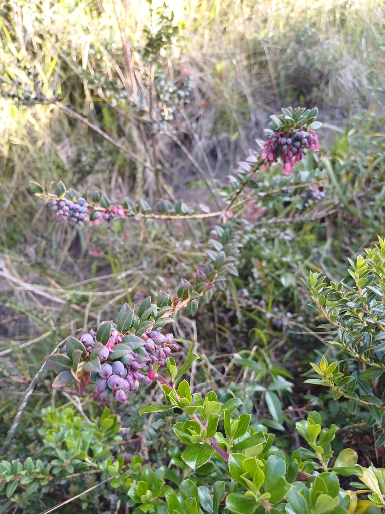 Andean blueberry from Antonio Ante, EC-IM, EC on July 21, 2024 at 05:06 ...