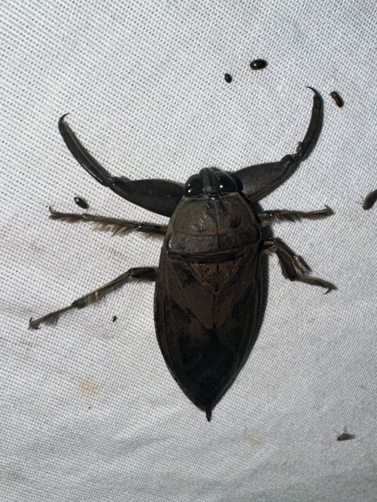 Uhler's Giant Water Bug from Francis Marion National Forest, Huger, SC ...