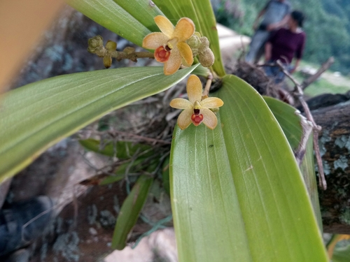 Callostylis rigida · iNaturalist
