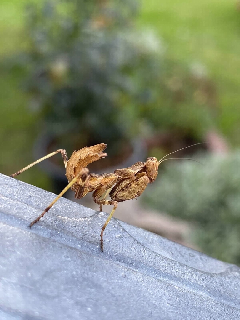 European Dwarf Mantis from 98 Ilmenau-Stützerbach, Deutschland on July ...