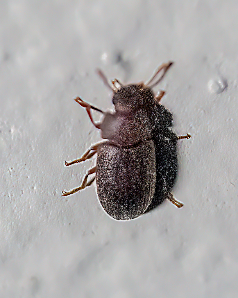 Alphitobius from Cosalá, Sin., México on July 3, 2024 at 10:55 PM by ...