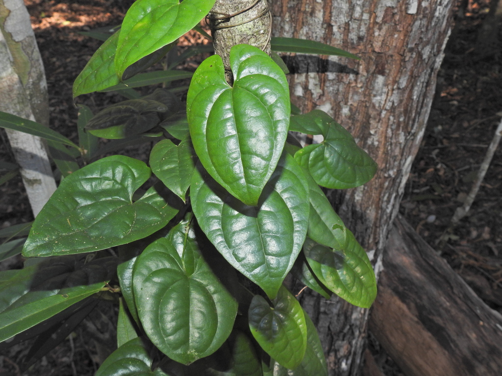 Common Yam Vine from Magnolia QLD 4650, Australia on July 23, 2024 at 09:49 AM by Scott W ...