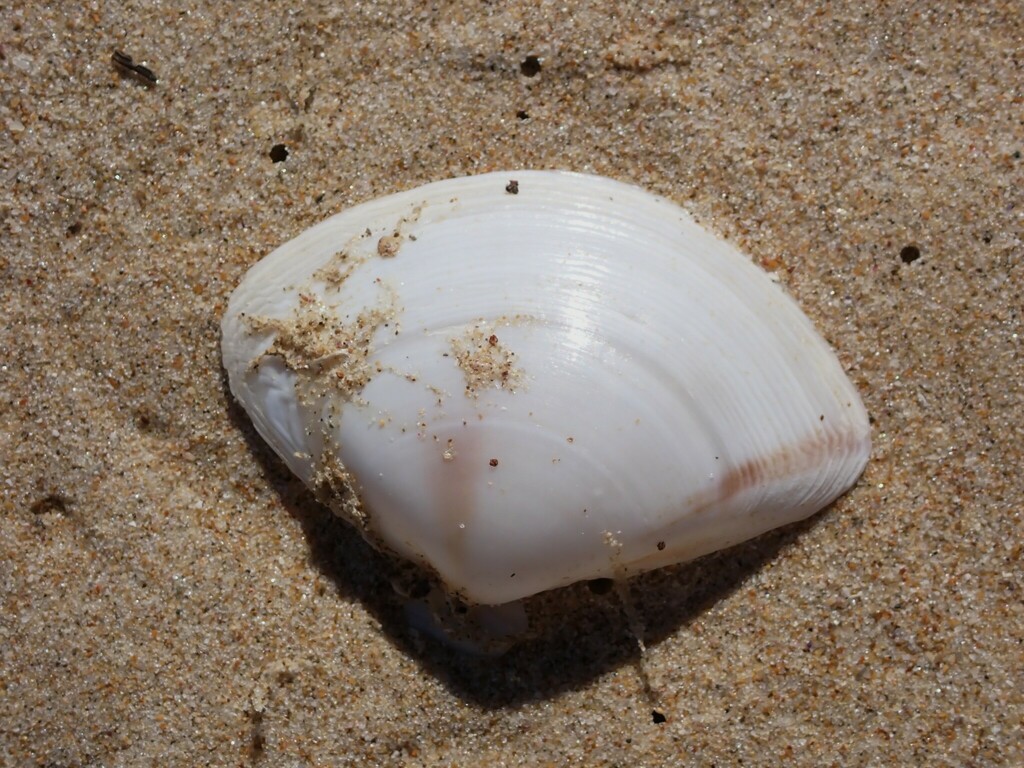 Austromactra from Barcoongere NSW 2460, Australia on July 23, 2024 at ...