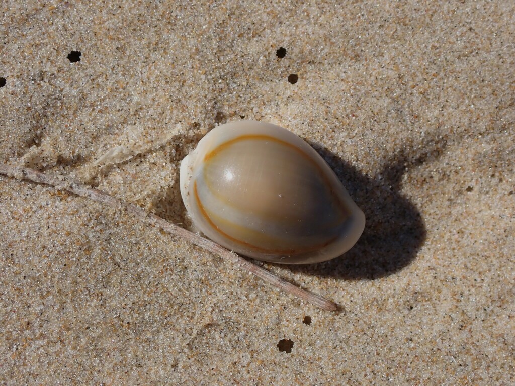 Gold Ring Cowry from Barcoongere NSW 2460, Australia on July 23, 2024 ...