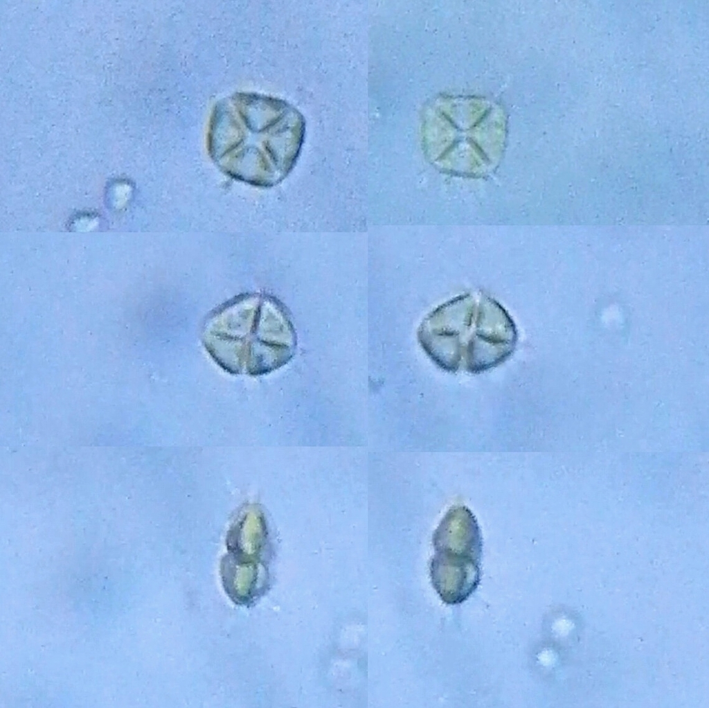 Lemmermannia tetrapedia from Лесосечная ул., 7, Новосибирск ...