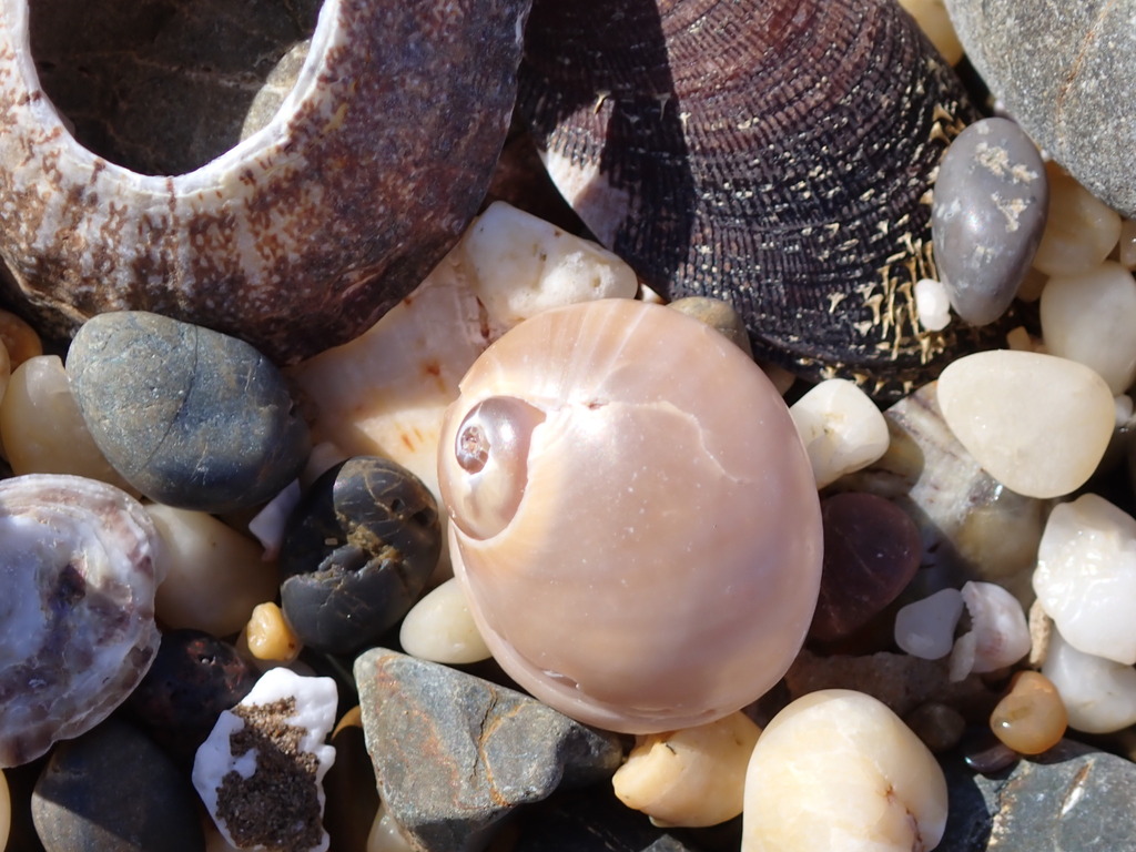 Bladder Moon Snail from Barcoongere NSW 2460, Australia on July 23 ...