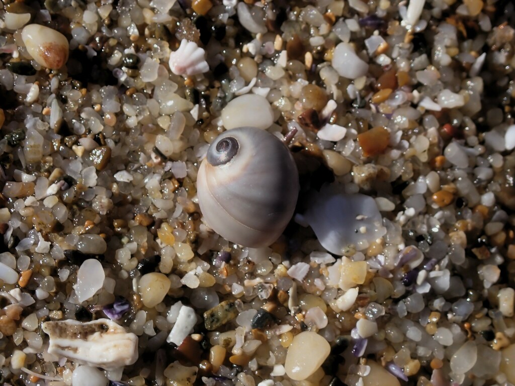 Conuber melastoma from Barcoongere NSW 2460, Australia on July 23, 2024 ...