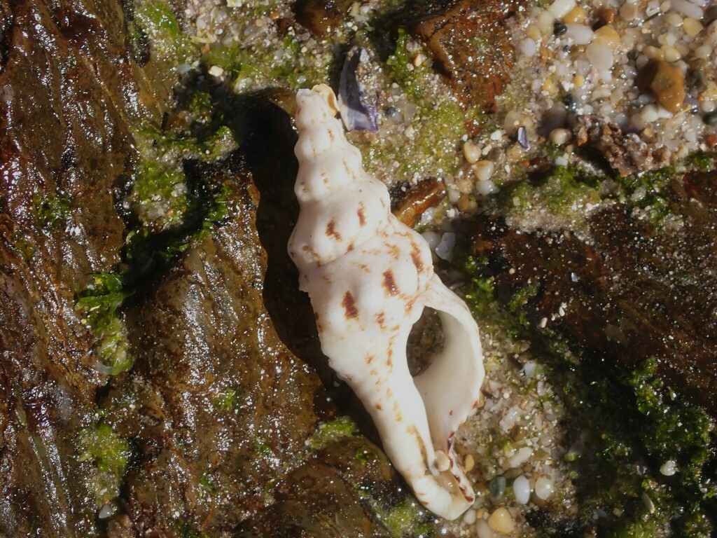 Nicobar spindle from Barcoongere NSW 2460, Australia on July 23, 2024 ...