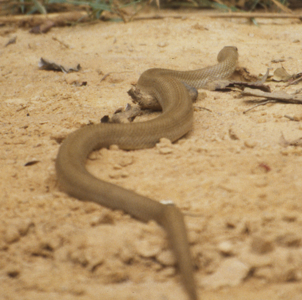 Blonde Hognose Snake from Morondava, Madagascar on March 11, 1999 by ...