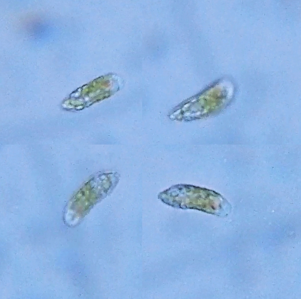 Euglenales from Лесосечная ул., 7, Новосибирск, Новосибирская обл., Россия, 630060 on July 23 ...