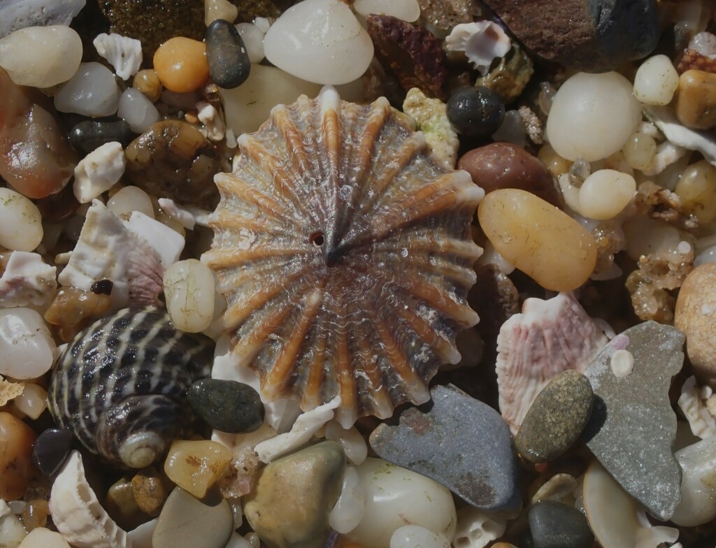 Denticulated Siphon Shell from Barcoongere NSW 2460, Australia on July ...