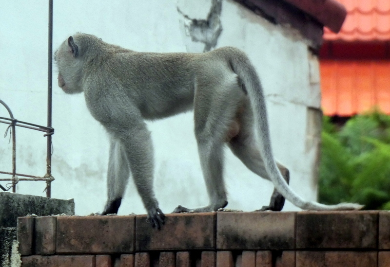 Long-tailed Macaque from Phetchaburi, Thailand on July 21, 2024 at 06: ...