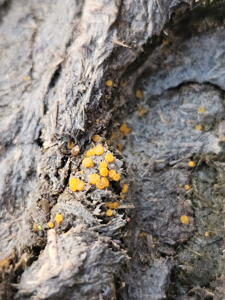 Cheilymenia in July 2024 by Aaron McGenniskin. On cow faeces. · iNaturalist