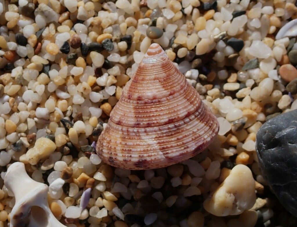 Astele speciosa from Barcoongere NSW 2460, Australia on July 23, 2024 ...