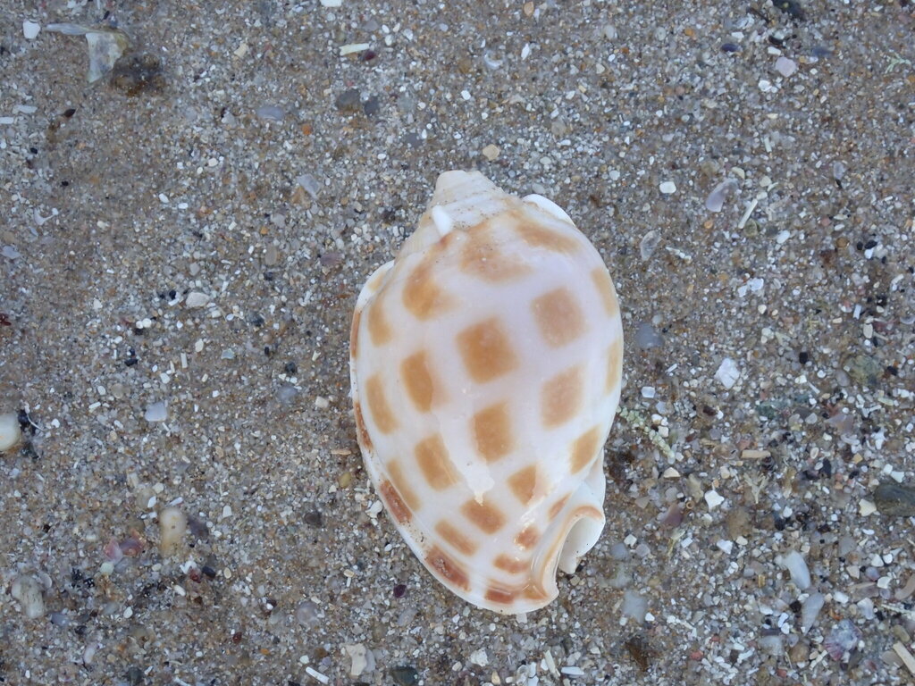 Checkerboard Bonnet Snail from Barcoongere NSW 2460, Australia on July ...