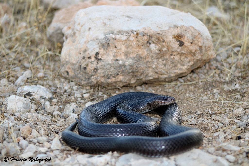 Eastern Black Desert Cobra in June 2024 by hossein_nabizadeh · iNaturalist