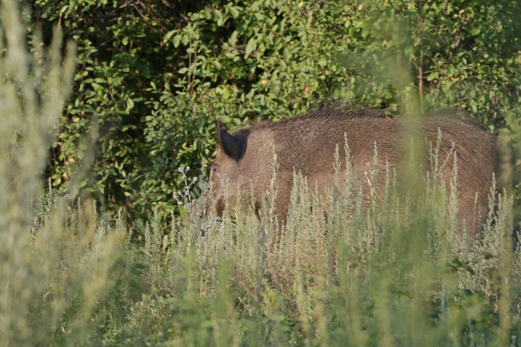 Eurasian Wild Pig from Кировский р-н, Волгоград, Волгоградская обл ...