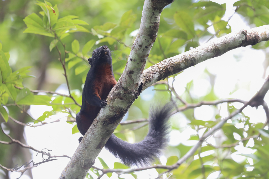 Black Prevost's Squirrel from 马来西亚 Sabah, Sandakan, Sepilok, Jalan ...