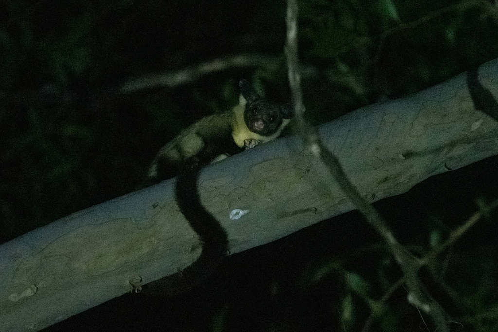 Southeastern Yellow-bellied Glider in July 2024 by docsharpe · iNaturalist