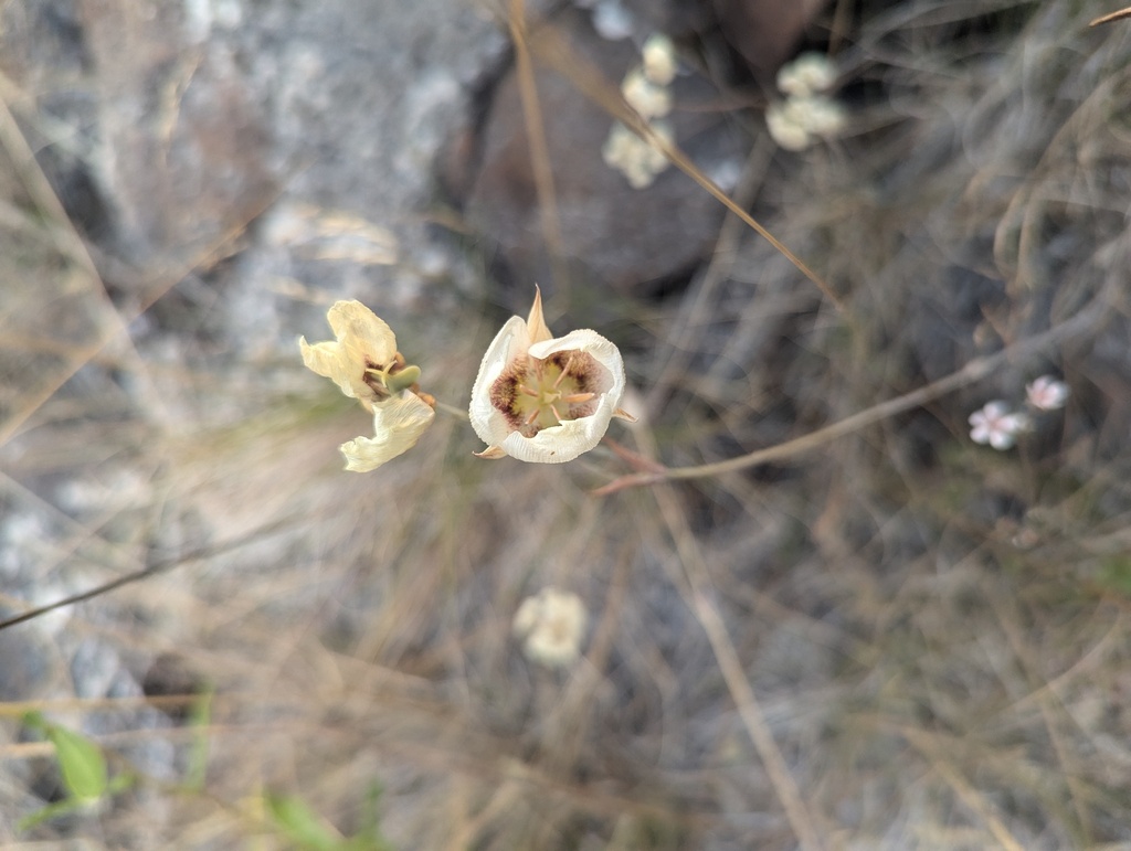 Howell's mariposa lily in July 2024 by Ryan Sorrells · iNaturalist