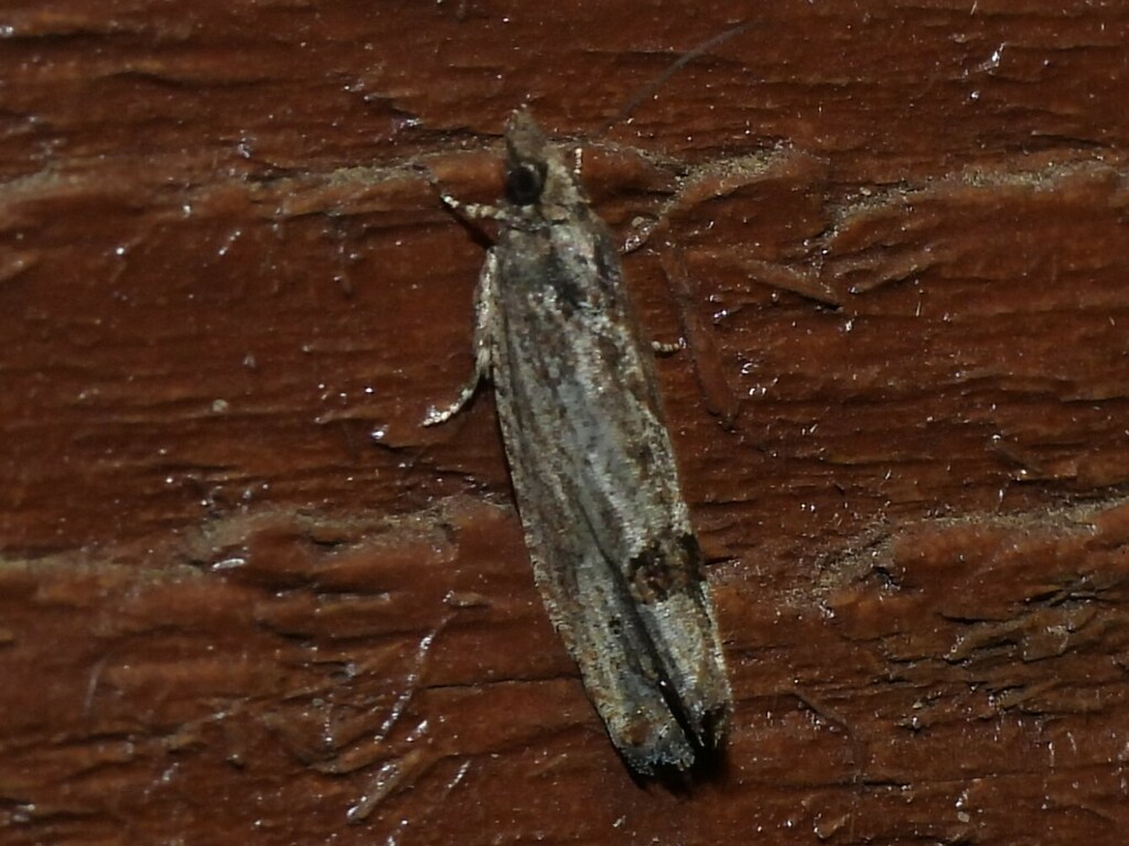 Cotton Tipworm Moth from Coomba Park NSW 2428, Australia on July 23 ...